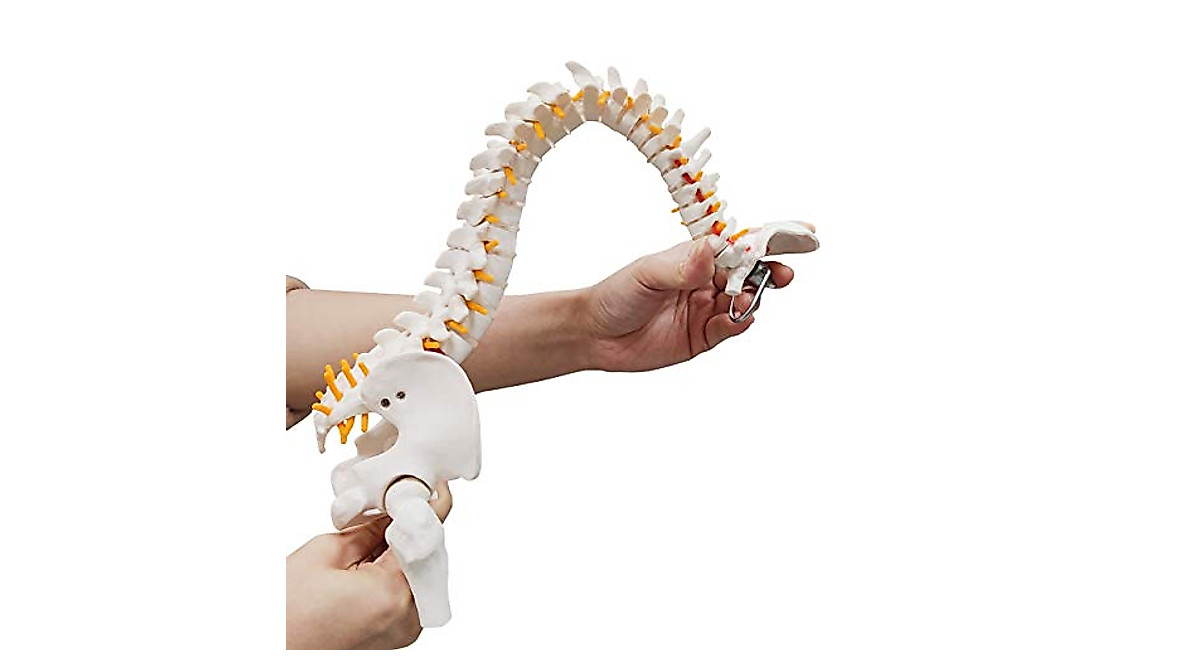 Ultrassist Flexible Spine Model - Medical & Chiropractic Study