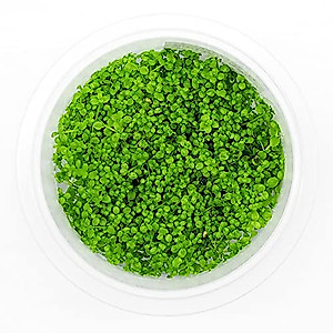 SubstrateSource Dwarf Baby Tears Hemianthus Callitrichoides Live Aquarium Plant Tissue Culture Cup - 100% Snail Free in Vitro (Dwarf Baby Tears)
