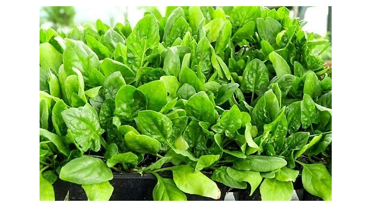 Giant Spinach Herb Garden Seeds - Easy Grow in Spring & Year-Round