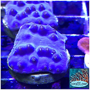 coralSLover Live Saltwater Corals, Brand, Coral Decor for Aquarium, Livestock, Reef, Marine, Turbinaria Purple Scroll Coral