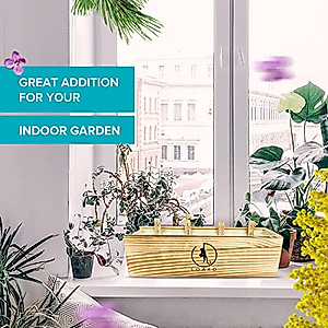 Bonsai Tree Seed Starter Kit - Complete Growing Kit - Grow 4 Bonsai Tree Live Indoor Plant from Seed - Adult Crafts - Grow Your Own Live Plant - Great DIY Kits for Adults - Crafts for Adults