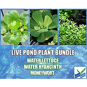 3 Water Lettuce + 3 Water Hyancinth Bundle + Moneywort - Floating Live Pond Plants + Marginal Plant