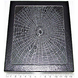 BicBugs Orb Weaver Spider Web Framed Preserved USA W14