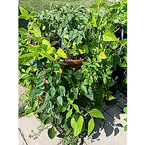 Large 64 Quart Stackable Planter 5-Pack - Grow More in Less Space - Plant Pots and Stack - DIY Vertical Gardening System - for Growing Veggies, Herbs, Garden Greens, Starwberries (Terracotta)