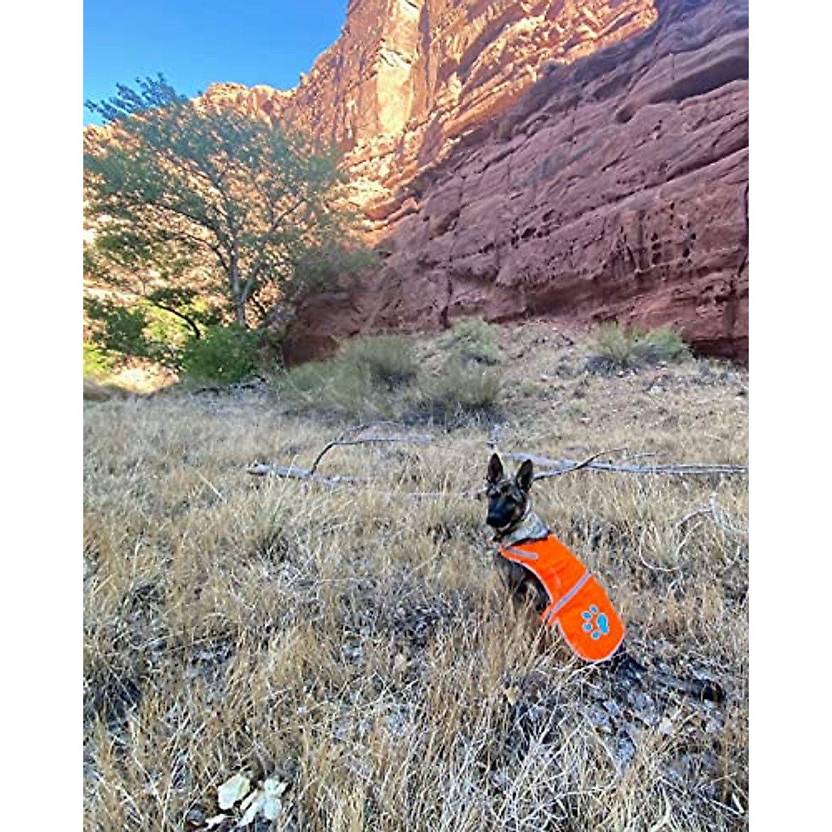 SafetyPUP XD - Reflective Dog Vest. Hi-Visibility, Fluorescent Blaze Orange Dog Vest Helps Protect Your Best Friend. Safeguard Your PUP from Motorists & Hunting Accidents, On or Off Leash. (Large)