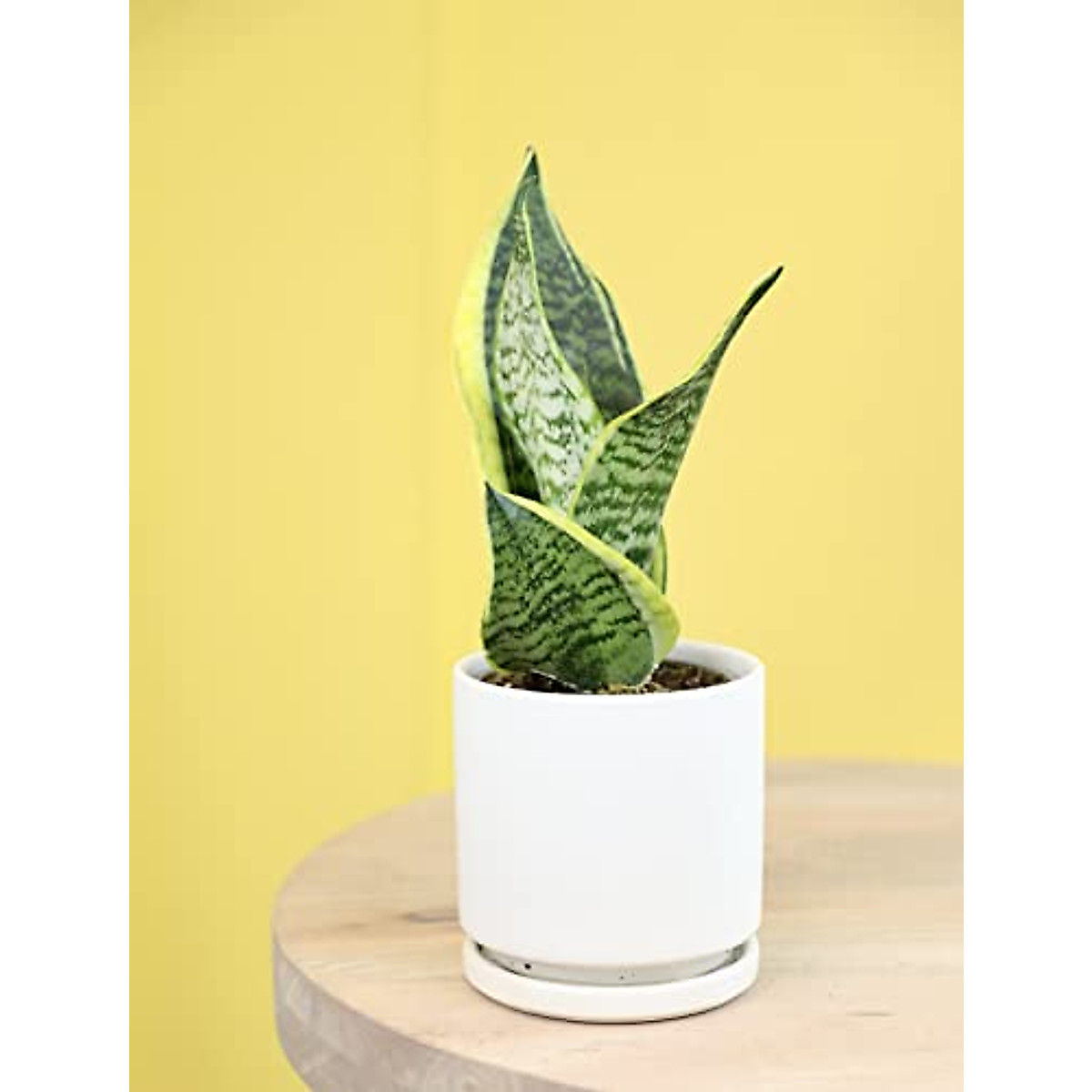 Altman Plants, Live Snake Plant, Sansevieria trifasciata Superba, Fully Rooted Indoor House Plant in Pot, Mother in Law Tongue Sansevieria Plant, Potted Succulent Plant, Houseplant in Potting Soil