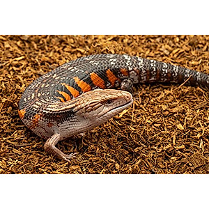 Microchip Coconut Substrate 12 Quart for Reptiles and Inverts Loose Fine Coco Husk Chip Mix Frog, Tarantula, and Gecko Bedding for Terrarium Floor Cover