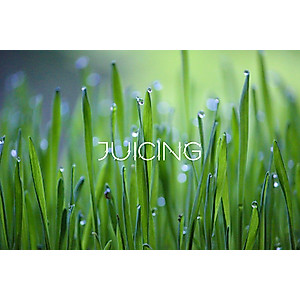 Cali Kiwi Pros Organic Cat Grass for Indoor Cats & Pets-Wheat Grass & Cat Grass Seeds for Digestion and Hairballs - Non-GMO -16 oz