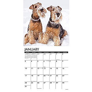 Just Airedale Terriers 2021 Wall Calendar (Dog Breed Calendar)