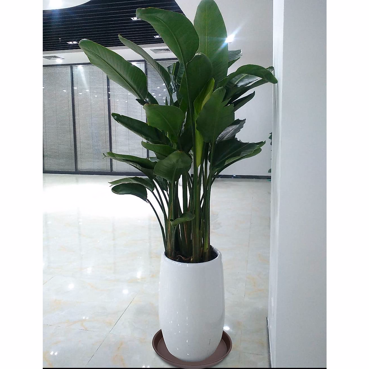 Angde Plant Saucer 10 Inch, 6 Pack of 10 inch Plant Tray, Heavy Duty Plastic Plant Saucers for Indoors Round, Plant Water Tray, Pot Trays Saucers for Planter 10-13" (Chocolate Brown)