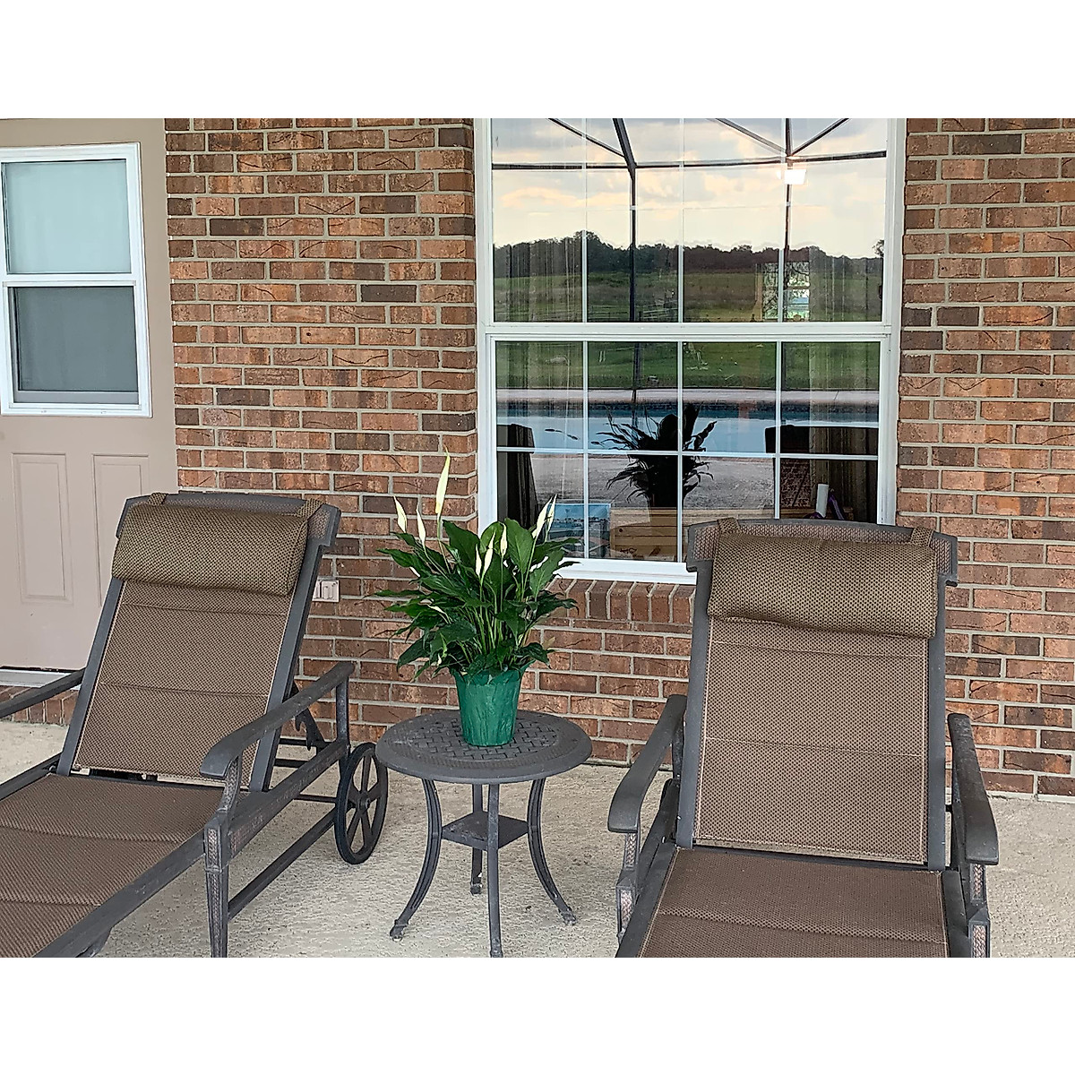 Peace Lily Plant-Friendship Foliage's Family Farm Grown Quality Live Indoor Spathiphyllum (6" Pot)