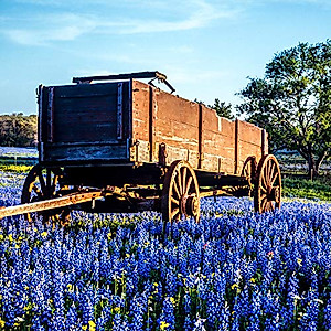 Outsidepride Perennial Texas Bluebonnet Wild Flowers - 500 Seeds