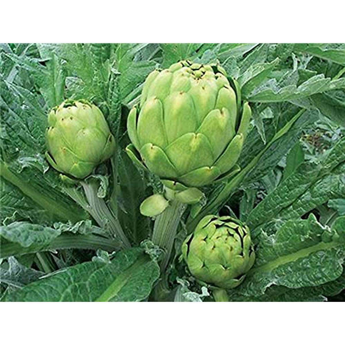 50 Green Globe Artichoke Seeds for Planting Short Non GMO 3 Grams Garden Vegetable Bulk Survival