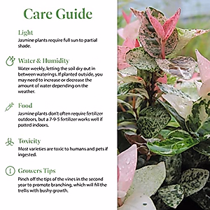 American Plant Exchange Snow & Summer Jasmine - Fragrant White Blooms, Climbing Vine, Ideal for Trellises, Gardens, and Patio Decor