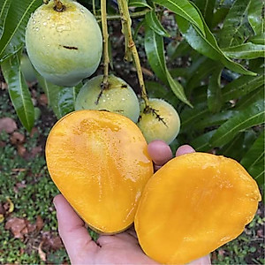 Mango Fruit Tree Seeds for Planting, Sweet Flavor