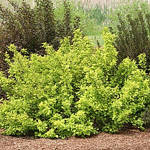 Premier Plant Solutions 21122 Proven Winner Ninebark (Physocarpus O.) Festivus Gold, 3 Gallon