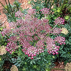 Dara Queen Anne's Lace Seeds - Pack of 200, Certified Organic, Non-GMO, Open Pollinated, Untreated Flower Seeds for Planting – from USA