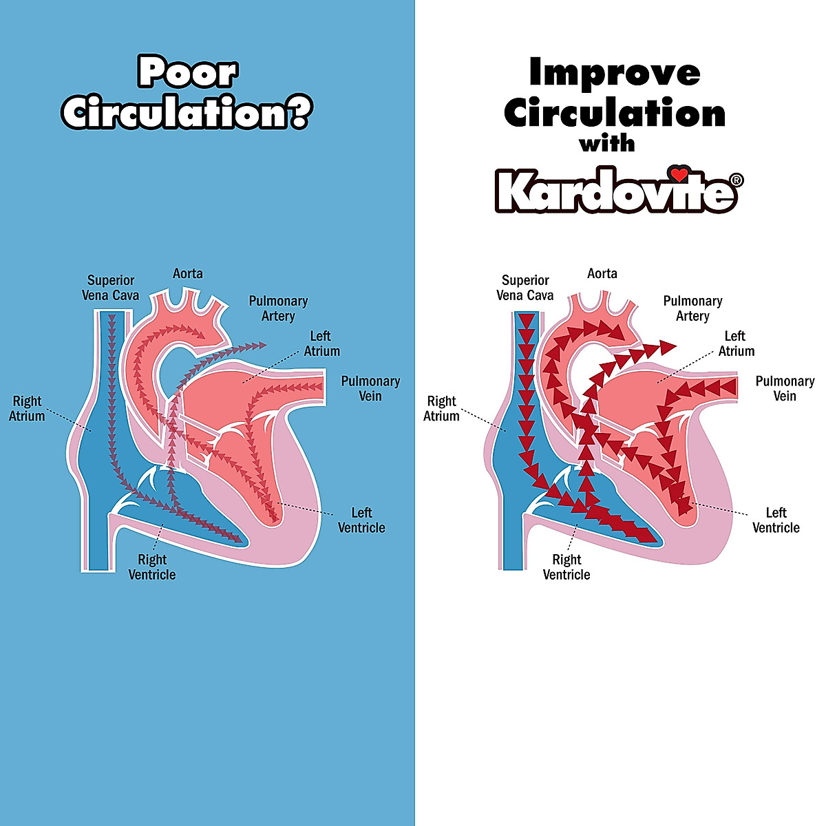 Kardovite Herbal Circulation Drops 100ml | Circulation Supplement with Hawthorn, Garlic, Cayenne, Milk Thistle, Bilberry, Valerian & Ginkgo | Supports Healthy Blood Flow & Vitality | Pack of 1