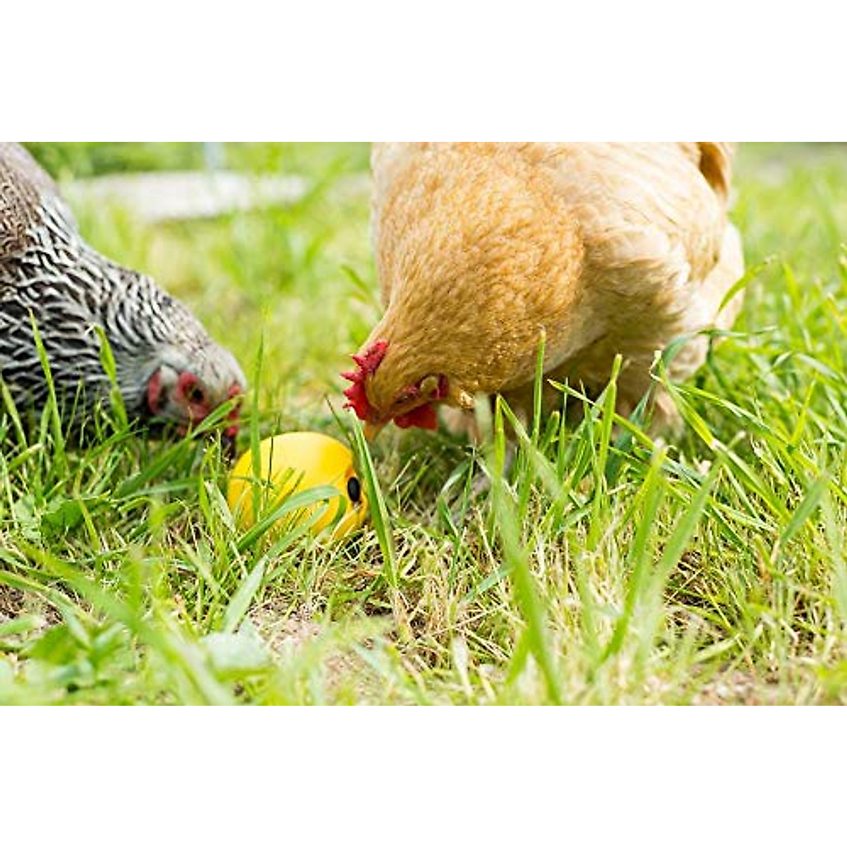 Lixit Chicken Feeder Toy (1 Pack)