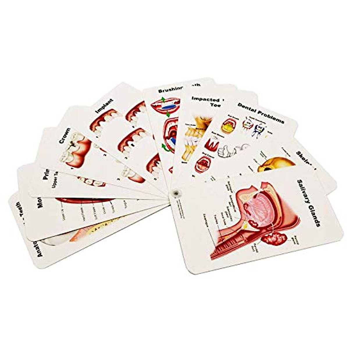 Dental Anatomy Pocket Charts,for Dentist, Oral Hygienist, Dental Students