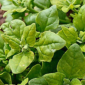 New Zealand Spinach Seeds for Planting, 100+ Heirloom Seeds Per Packet, (Isla's Garden Seeds), Non GMO Seeds, Botanical Name: Tetragonia tetragonioides, Great Home Garden Gift