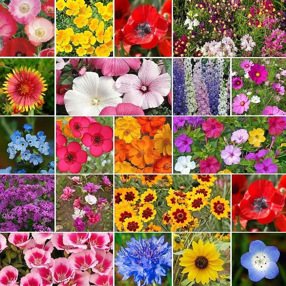 All Annual Wildflower Seed Mix - 50 Pounds - Mixed Wildflower Seeds, Attracts Bees, Attracts Butterflies, Attracts Hummingbirds, Attracts Pollinators, Easy to Grow & Maintain, Container Garden