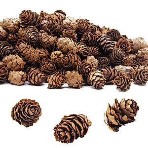 Deloky 400 PCS Christmas Natural Mini Pine Cones- Thanksgiving Pine Cones Ornaments- Fall Small Pinecones Vase Fillers for DIY Crafts, Home Decorations, Fall and Christmas, Wedding Decor