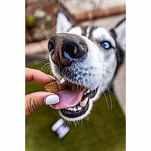 Natural Rapport Dog Digestive Supplement - The Only Digestive Support Soft Chews Dogs Need - 120ct Treats That Contain Probiotics and Enzymes to Support Digestion and Gut Health