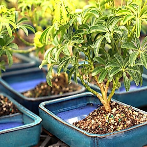 Brussel's Live Dwarf Hawaiian Umbrella Indoor Bonsai Tree in Water Pot - 7 Years Old; 8" to 10" Tall with Decorative Container, Humidity Tray & Deco Rock