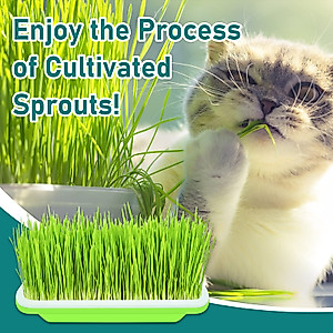 Legigo 10 Pack Green Seed Sprouter Trays- Soil-Free Cultivation Germination Tray, BPA Free Nursery Tray with Planting Paper for Indoors or Outdoors Sprouting Seeds, Grow Grass, Beans (Without Lids)