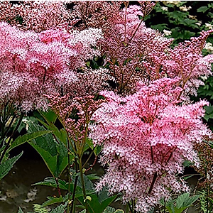 CHUXAY GARDEN Pink Filipendula Ulmaria-Meadowsweet,Mead Wort,Queen of The Meadow,Meadow-Wort,Meadow Queen,Dollof,Meadsweet,Bridewort 40 Seeds Lovely Flowers Great for Garden