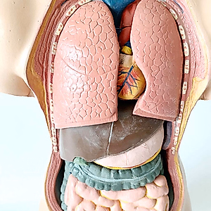 KINOFU Teaching Model, Human Torso Body Model 55Cm Anatomy Anatomical Medical Internal Organs Trunk Human Internal Body Model for Teaching Anatomy Biology Teaching Aids