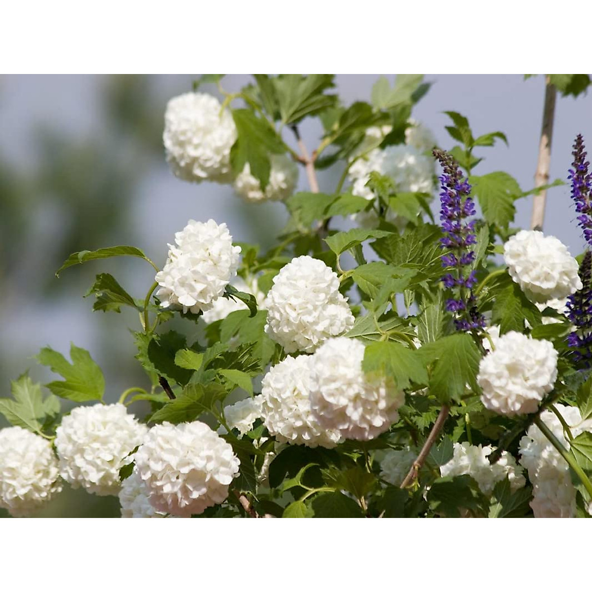 Old Fashion Snowball Viburnum Plant in Pot, White Flower Plant for Garden (6-10 '' Tall) No Ship CA
