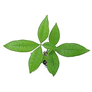 Live Money Tree Plant, Pachira Aquatica Money Tree, Feng Shui Money Tree Pachira Aquatica Plant, Pachira Plant Bonsai Tree in Planter Pot With Soil, Money Tree Plant Indoor Plants by Plants for Pets
