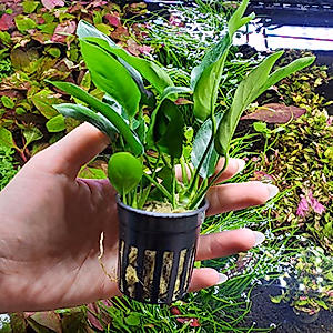 SubstrateSource Anubias Live Aquarium Plants - Potted Freshwater Plant for Fish Tanks, Terrariums - Beginner Friendly Low Light (Nana, 1 Pot)