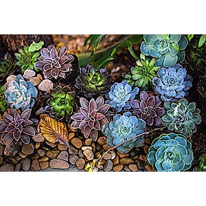 CALIFORNIA PICNIC Succulent Kit Organizer Bag Gardening Tool Set Terrarium Supplies Mini Succulent Garden Tool Kit Succulent Bonsai Planter Set Indoor Gardening