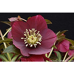 Perennial Farm Marketplace Helleborus x W.J. 'Ruby Wine' (Lenten Rose) Perennial, 1 Quart, Burgundy Flowers