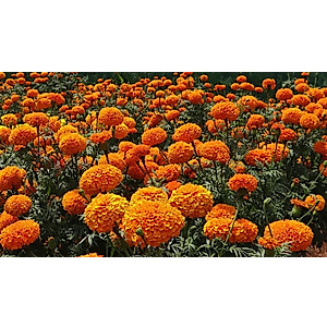 Black Duck Brand Set of 25 Cut Flower Seed Packets! Flower Seeds in Bulk - Great for Creating The Garden of Your Dreams! (25, Cut Flower Mix)