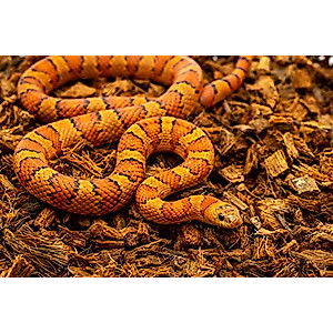 RediChip Coconut Chip Substrate for Reptiles 12 Quart Loose Medium Sized Coconut Husk Chip Reptile Bedding for Snakes, Tortoises, Geckos, Frogs, or Lizard Terrarium Tanks