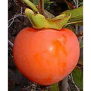 10+ Persimmon Tree Diospyros Hachiya Fruit Seeds Tall Potted Plant Great Tasting Fruit