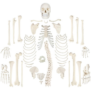 Axis Scientific Complete Disarticulated Human Skeleton Bundle, Includes 3 Part Human Skull, Life Size Bones, Articulated Hand and Foot Anatomy – Includes Detailed Product Manual