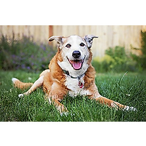 Hip and Joint Supplements for Large Dogs - Hip & Joint Support - for Dogs - Chewable - Dog glucosamine Soft - 1 Bottle (120 Chewable Tablets)