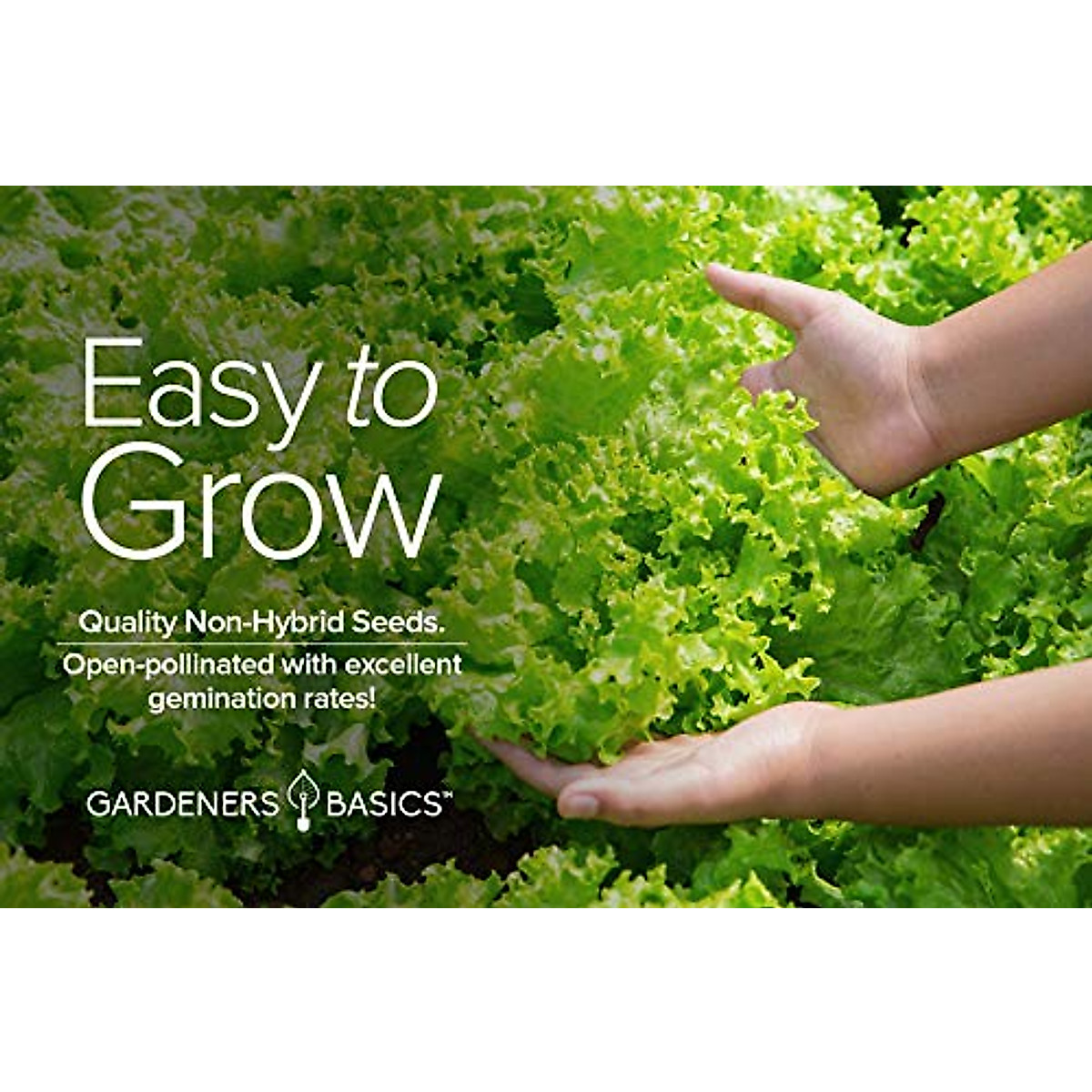 Green Leaf Lettuce Seeds For Planting - (Black Seeded Simpson Variety) Heirloom, Non-GMO Lettuce Variety- 2 Grams Seed Great For Spring, Summer, Fall, Winter Garden and Hydroponics by Gardeners Basics