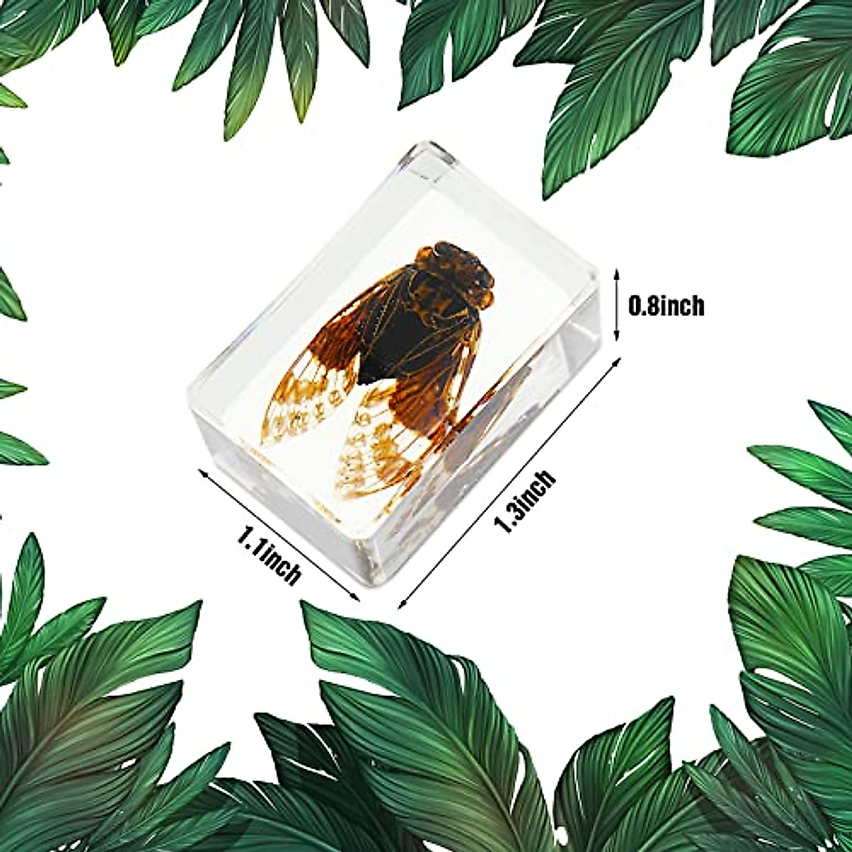 12 Pcs Insect in Resin Specimen Bugs Collection Paperweights Arachnid Resin Specimen Different Insect Specimen Bug Preserved in Resin for Kids Scientific Educational Toy, 12 Styles (Ladybug)