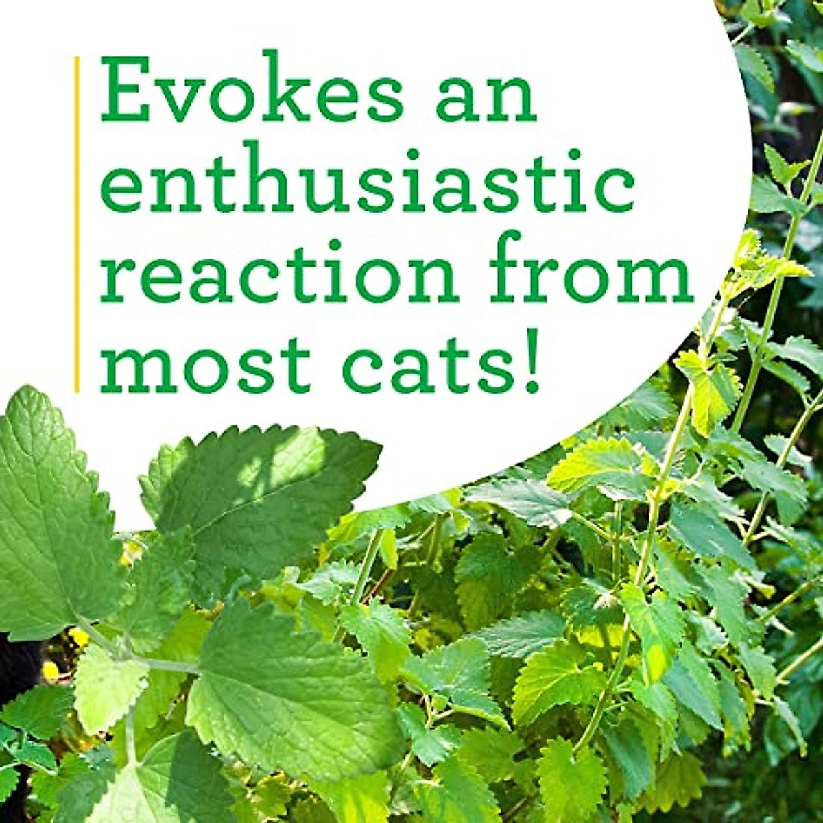 Bonnie Plants Catnip Live Herb Plants - 4 Pack, Pet Friendly, Grows Great In Containers, Fresh For Cats & Dries For Cat Sachets