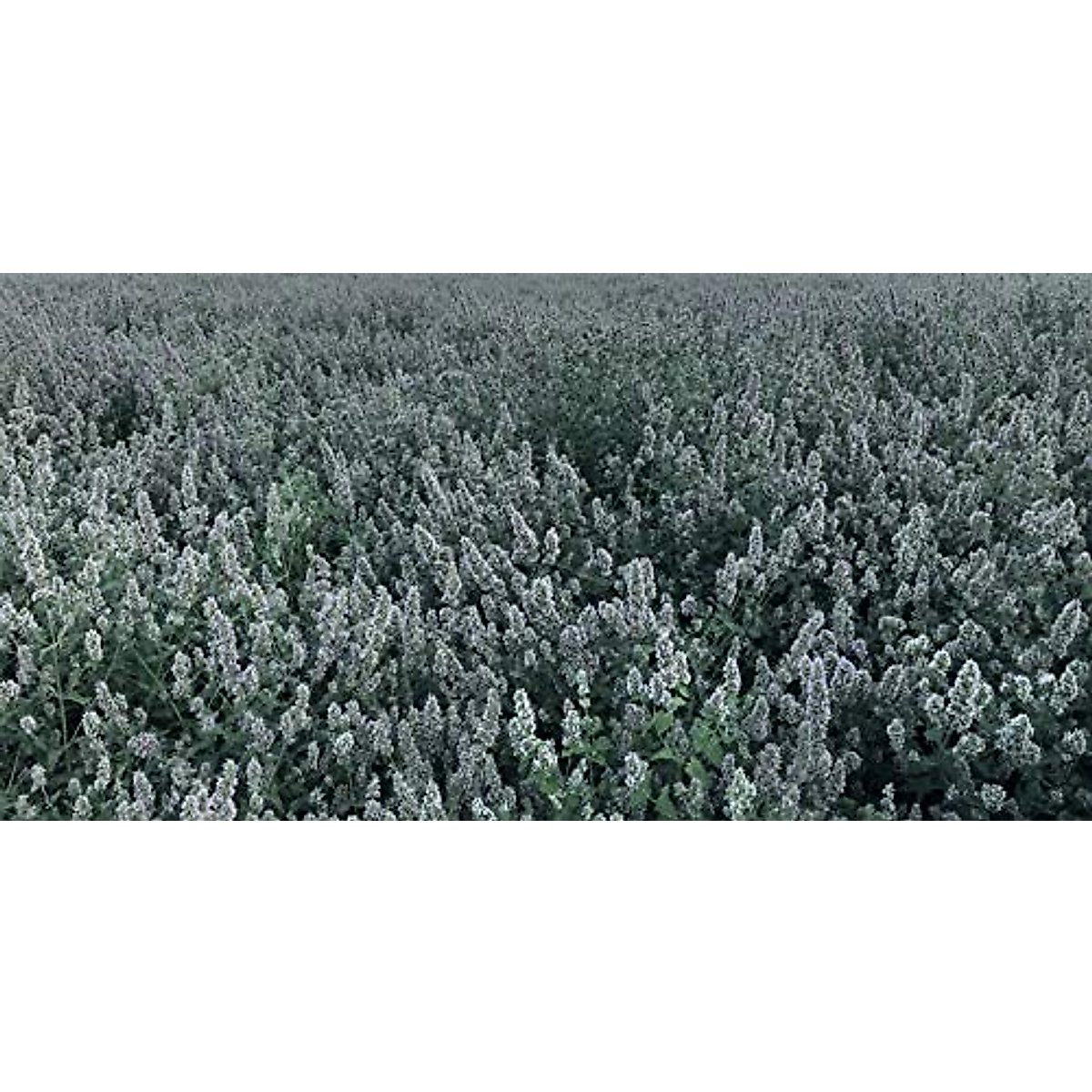 From The Field Ultimate Blend Silver Vine/Catnip Mix Tub 3.5 oz/Large,white