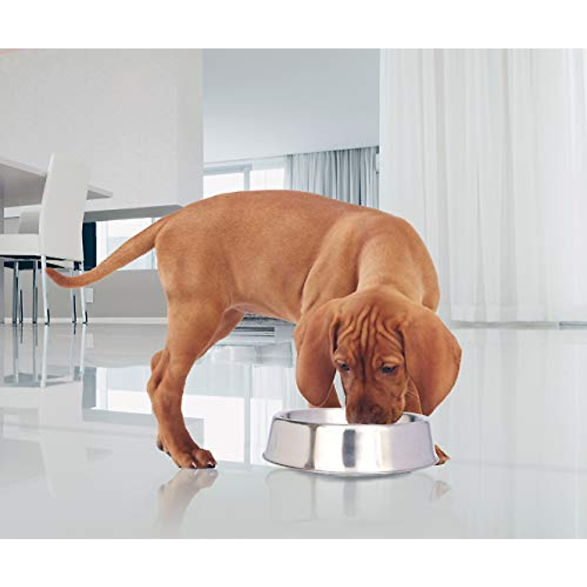 Iconic Pet 16 oz/ 2 Cup Anti Ant Stainless Steel Non Skid Pet Food/Water Bowl - Noise Free Ant Resistant Dog/Cat Feeding Bowl with Unique Design & Rubber Base Makes It an Elegant Ant Proof Dish