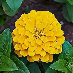 David's Garden Seeds Flower Zinnia Solid Color Canary Bird FBA-1158 (Yellow) 200 Non-GMO, Heirloom Seeds