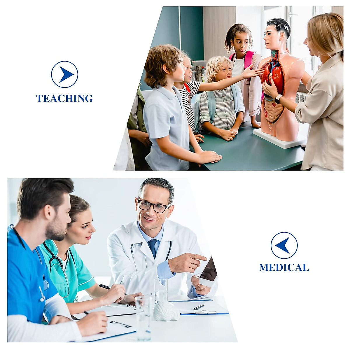 ASINTOD Human Anatomy Lumbar Disc Herniation Model,A Model Showing The Anatomy of Human Lumbar Disc, An Excellent Choice for Teaching and Learning The Human Lumbar Spine