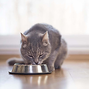 Royal Canin Cat Food 3 Flavor 6 Can Sampler, (2) Each: Urinary Care Slices in Gravy, Indoor Morsels in Gravy, Adult Instinctive Loaf (3 Ounces) - Plus 2 Catnip Toys and Fun Facts Booklet Bundle